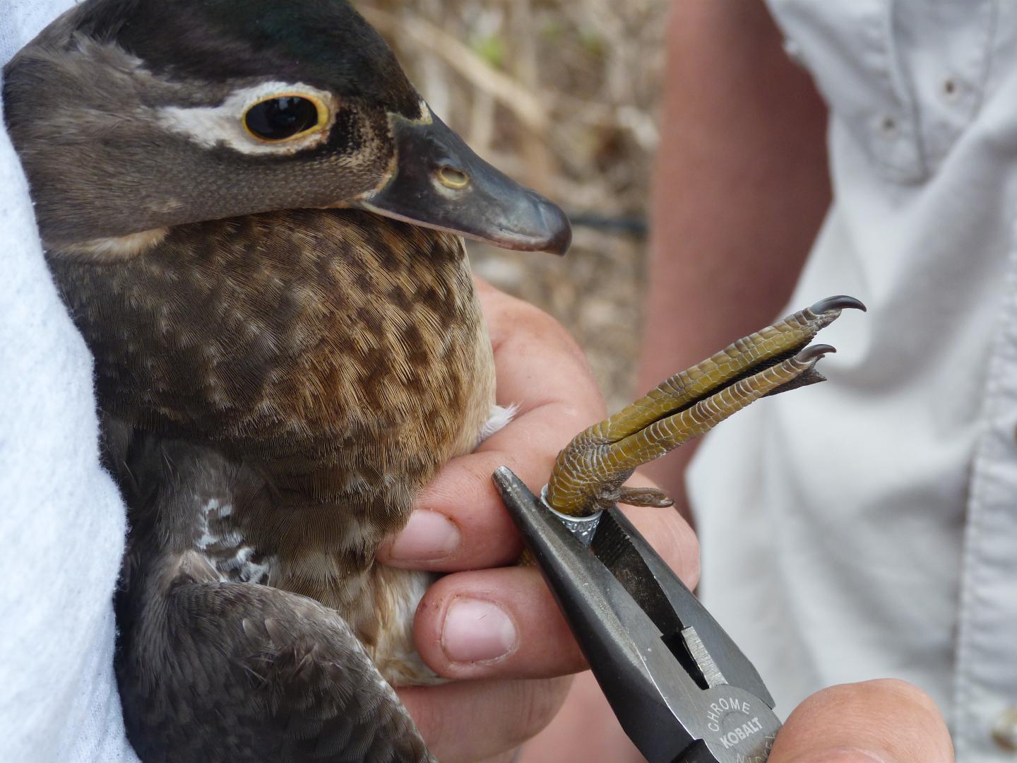 Banding a Wood Duck [IMAGE] | EurekAlert! Science News Releases