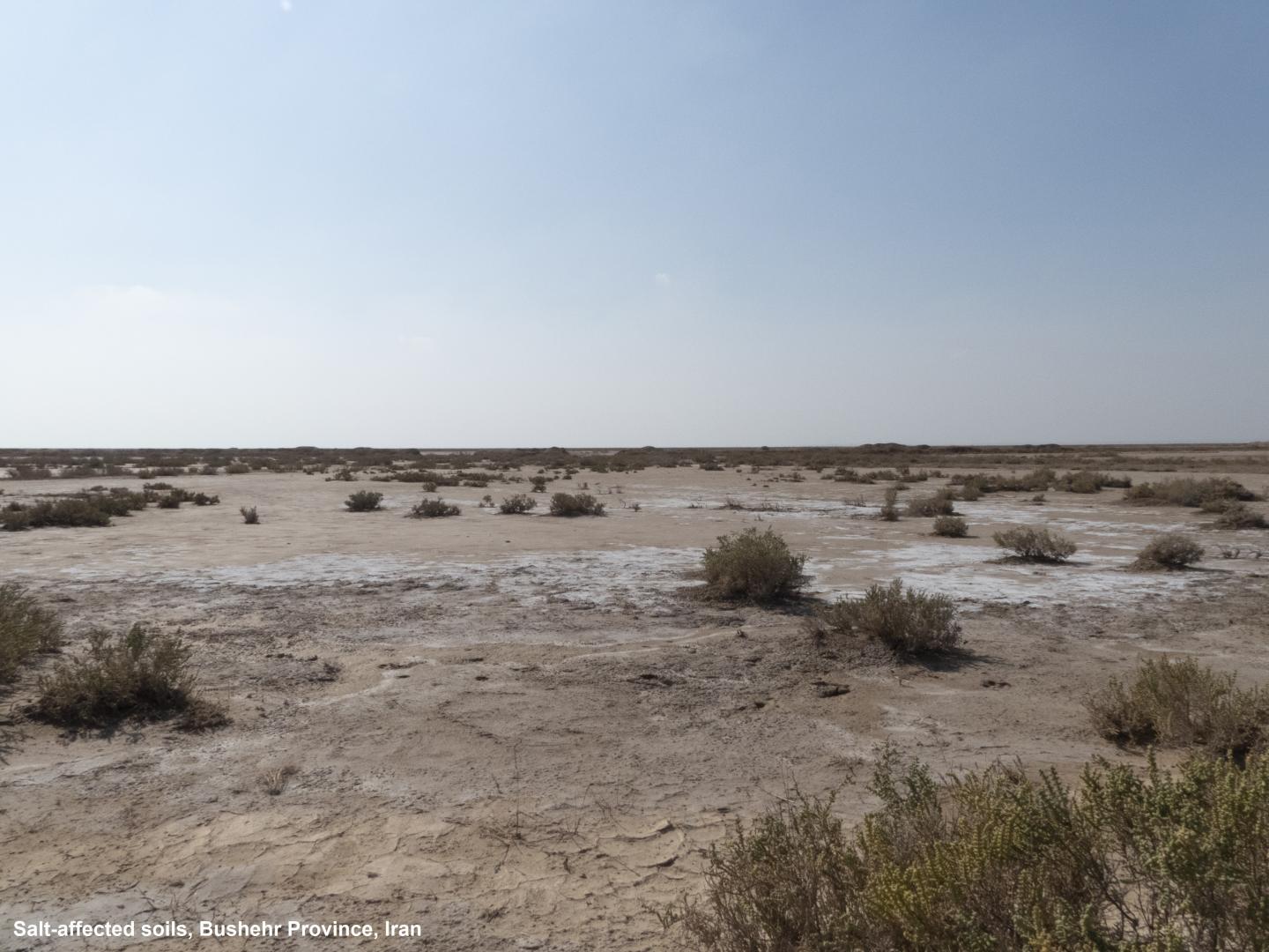 A typical salt-affected land [IMAGE] | EurekAlert! Science News Releases
