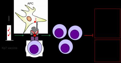 Vaccination of the Immune Syst [IMAGE] | EurekAlert! Science News Releases