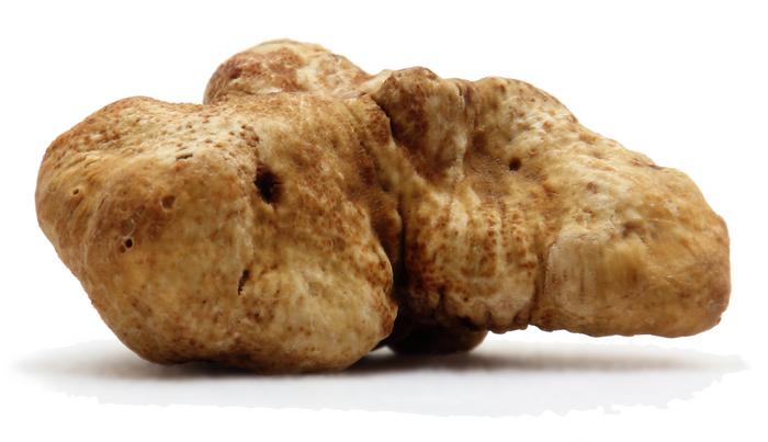 Tuber magnatum [IMAGE] | EurekAlert! Science News Releases