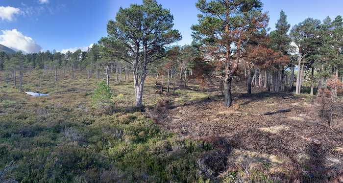 4. Fire gradient [IMAGE] | EurekAlert! Science News Releases