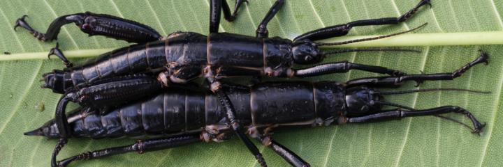 The Lord Howe Island stick insect lives: A st | EurekAlert!