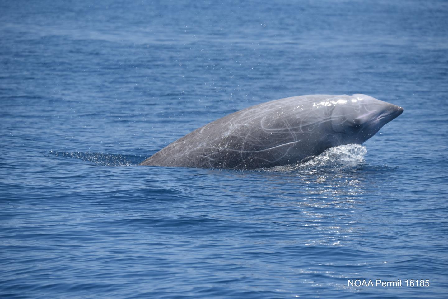 Study confirms beaked whales' incredible divi | EurekAlert!