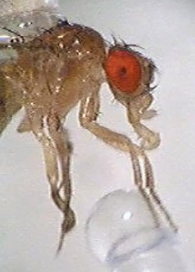 Like sweets? You're more like a fruit fly tha | EurekAlert!