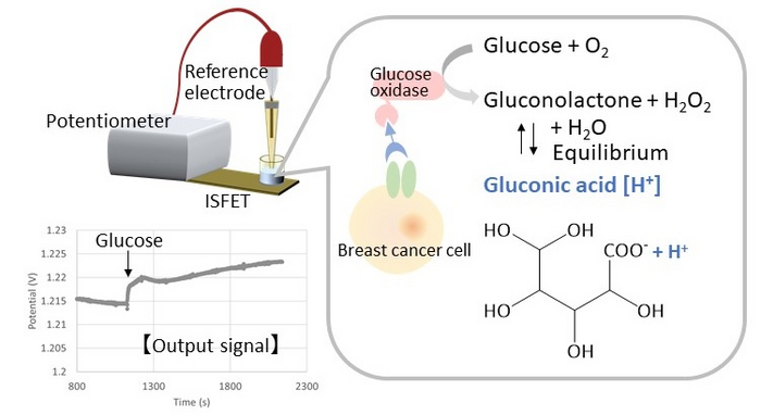 Transistors help identify cancer cell markers | EurekAlert!