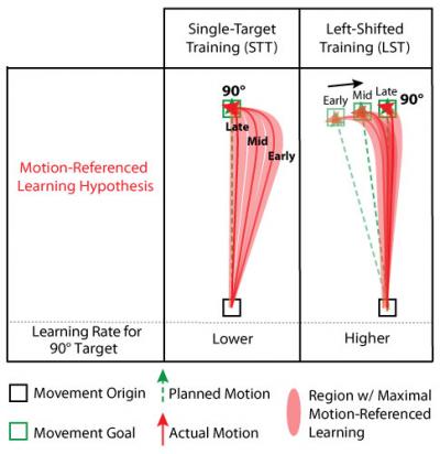 Motor Learning [IMAGE] | EurekAlert! Science News Releases