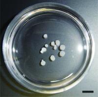 Scaffold-free iPS cell-based hyaline cartilag | EurekAlert!