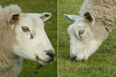 Sheep Eyes [IMAGE] | EurekAlert! Science News Releases