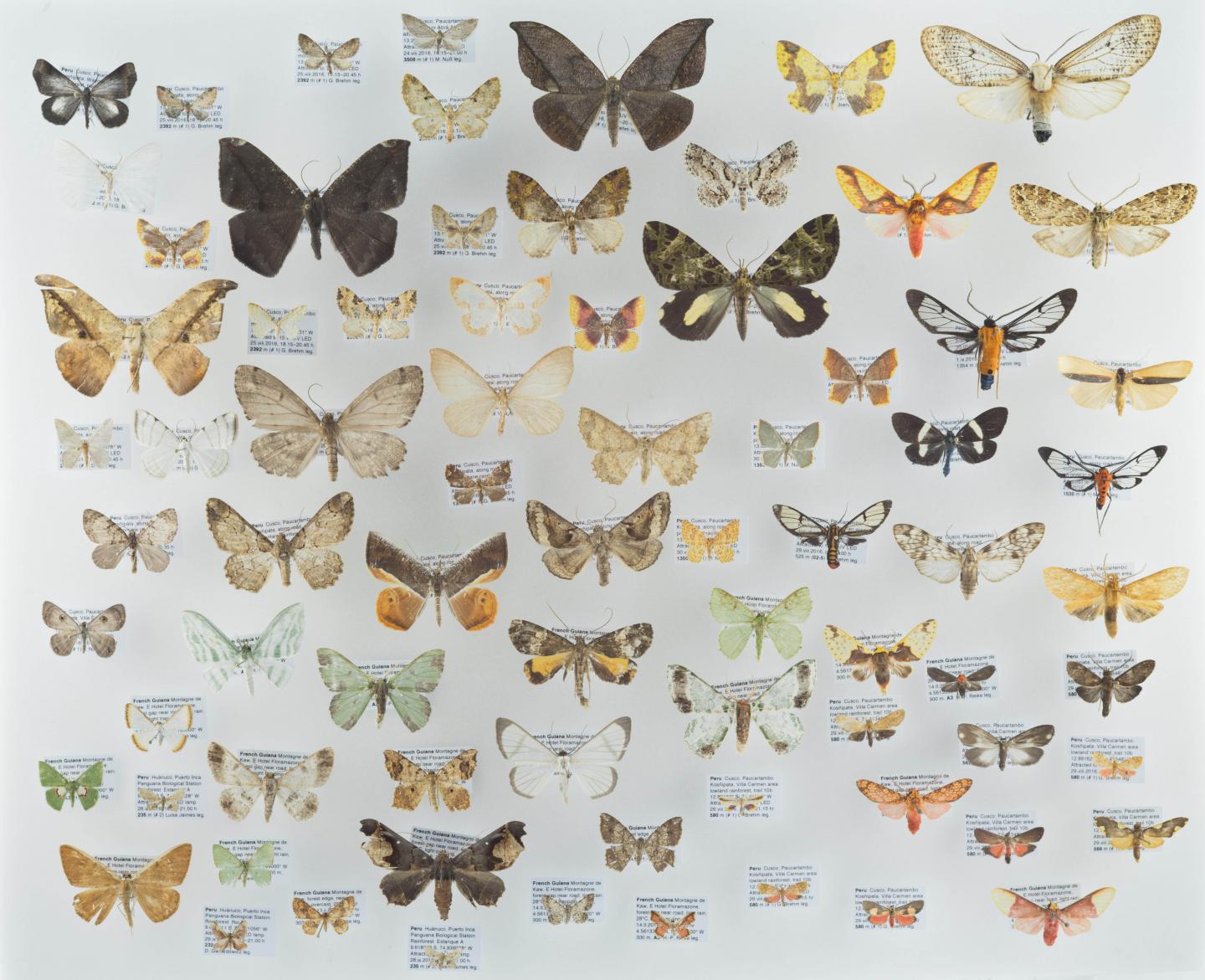 Moths [IMAGE] | EurekAlert! Science News Releases