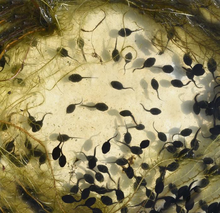 Tadpoles [IMAGE] | EurekAlert! Science News Releases