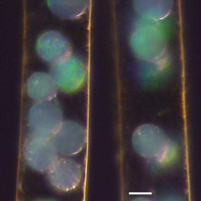 Kawai Color Iridescent bodies [IMAGE] | EurekAlert! Science News Releases