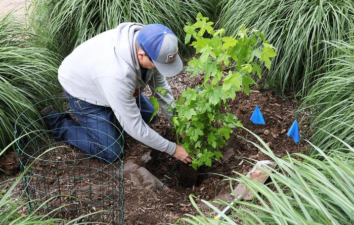 UT Arlington's "Moon Tree" [IMAGE] | EurekAlert! Science News Releases
