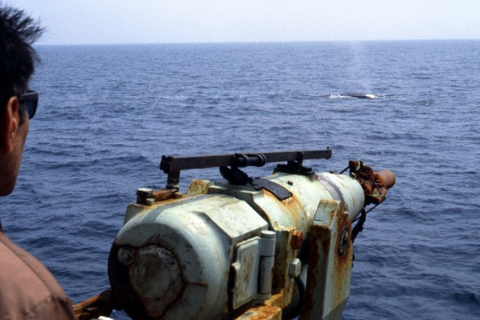 Chasing the blue whale [IMAGE] | EurekAlert! Science News Releases