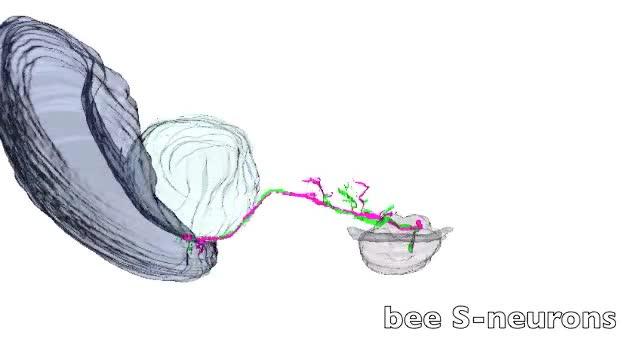 Seeing the colored light: Bee brains open way | EurekAlert!