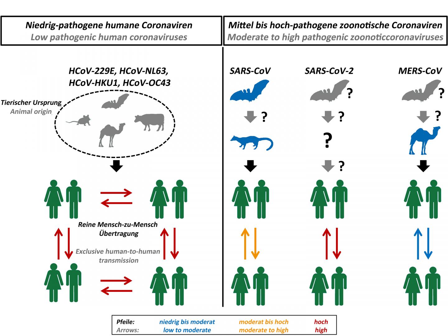 Origin and transmission of pat [IMAGE] | EurekAlert! Science News Releases