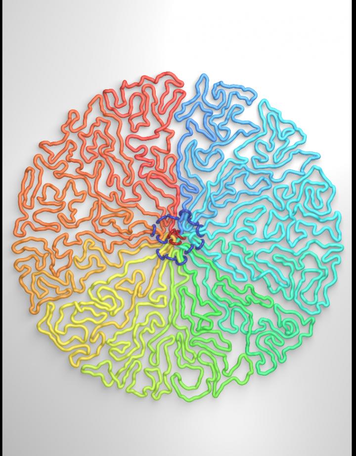 Condensed Chromosome [IMAGE] | EurekAlert! Science News Releases
