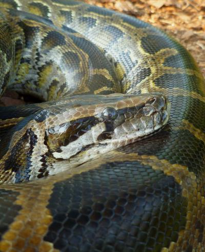 Pythons May Hold Clues to New Heart Therapies | EurekAlert!