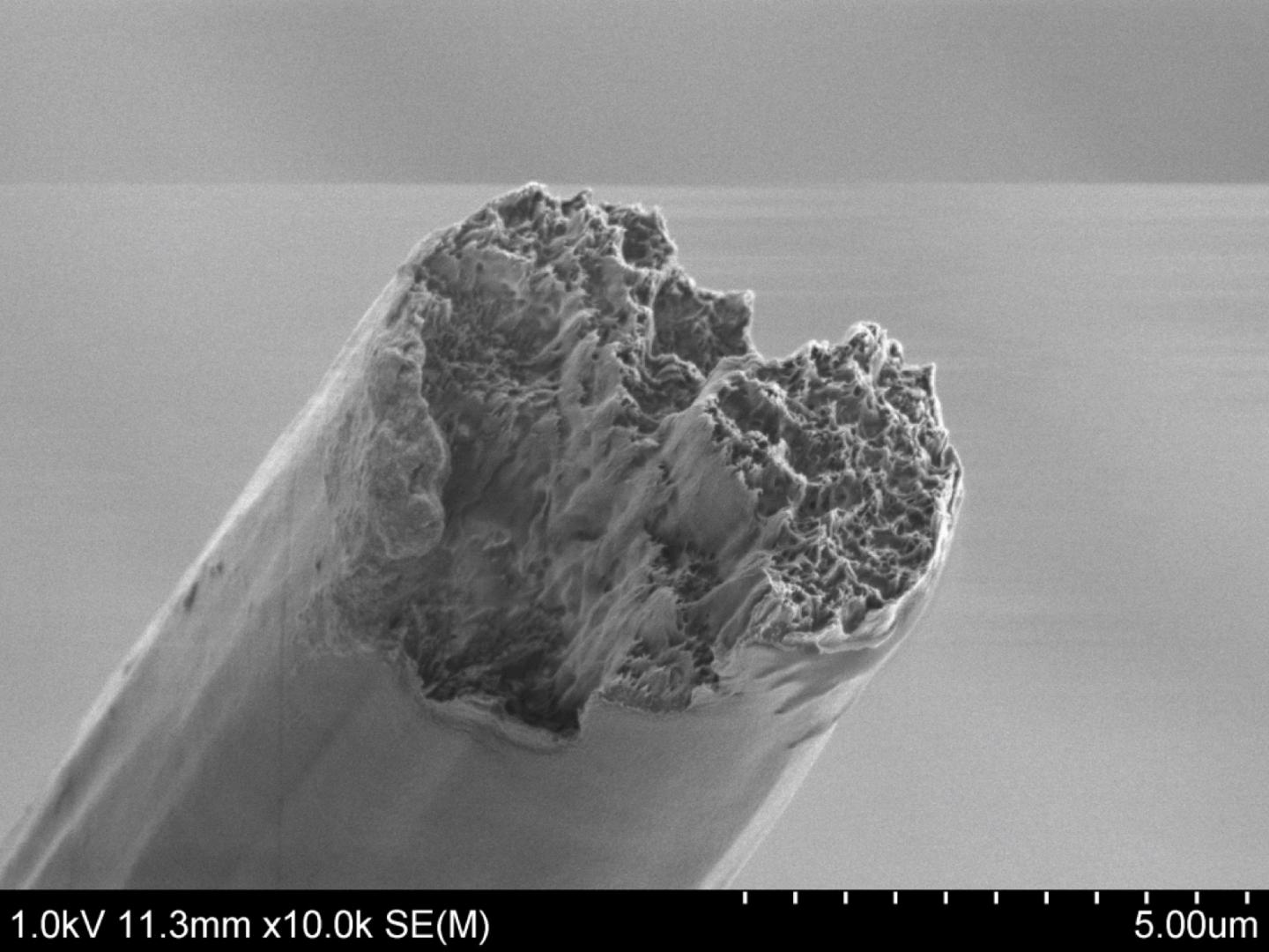 World's Strongest Bio-Material [IMAGE] | EurekAlert! Science News Releases
