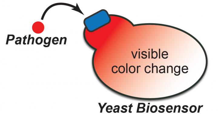 Modifying Baker's Yeast for Lo [IMAGE] | EurekAlert! Science News Releases