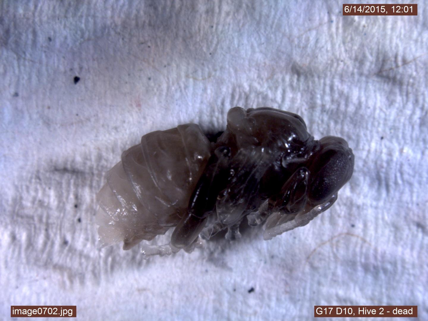 Dead Larva [IMAGE] | EurekAlert! Science News Releases