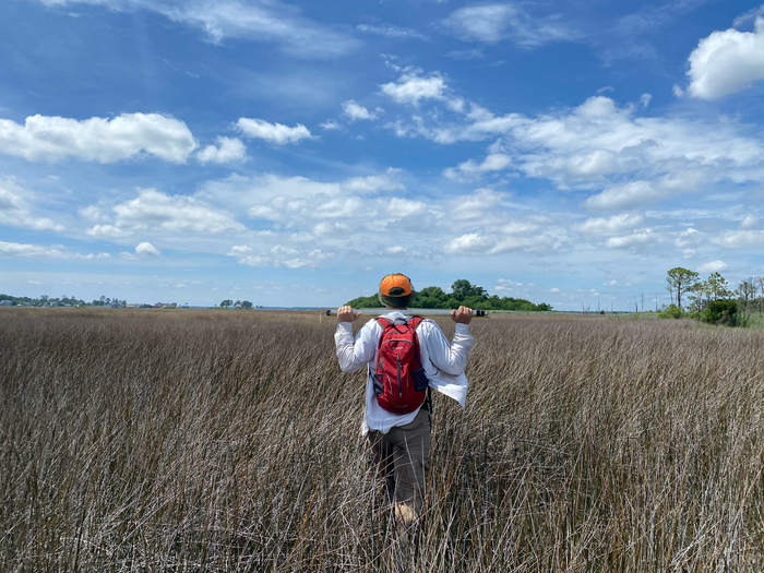 Saltmarsh [IMAGE] | EurekAlert! Science News Releases