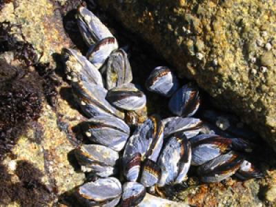 California Ribbed Mussel (Myti [IMAGE] | EurekAlert! Science News Releases