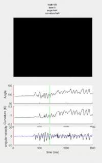 How the brain bounces back | EurekAlert!