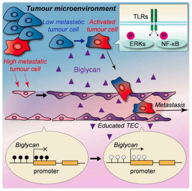 Schematic View of Biglycan's R [IMAGE] | EurekAlert! Science News Releases