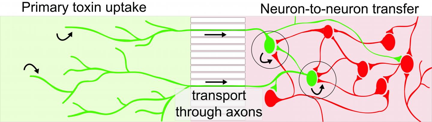 Botulinum toxin study proves possibility of r | EurekAlert!