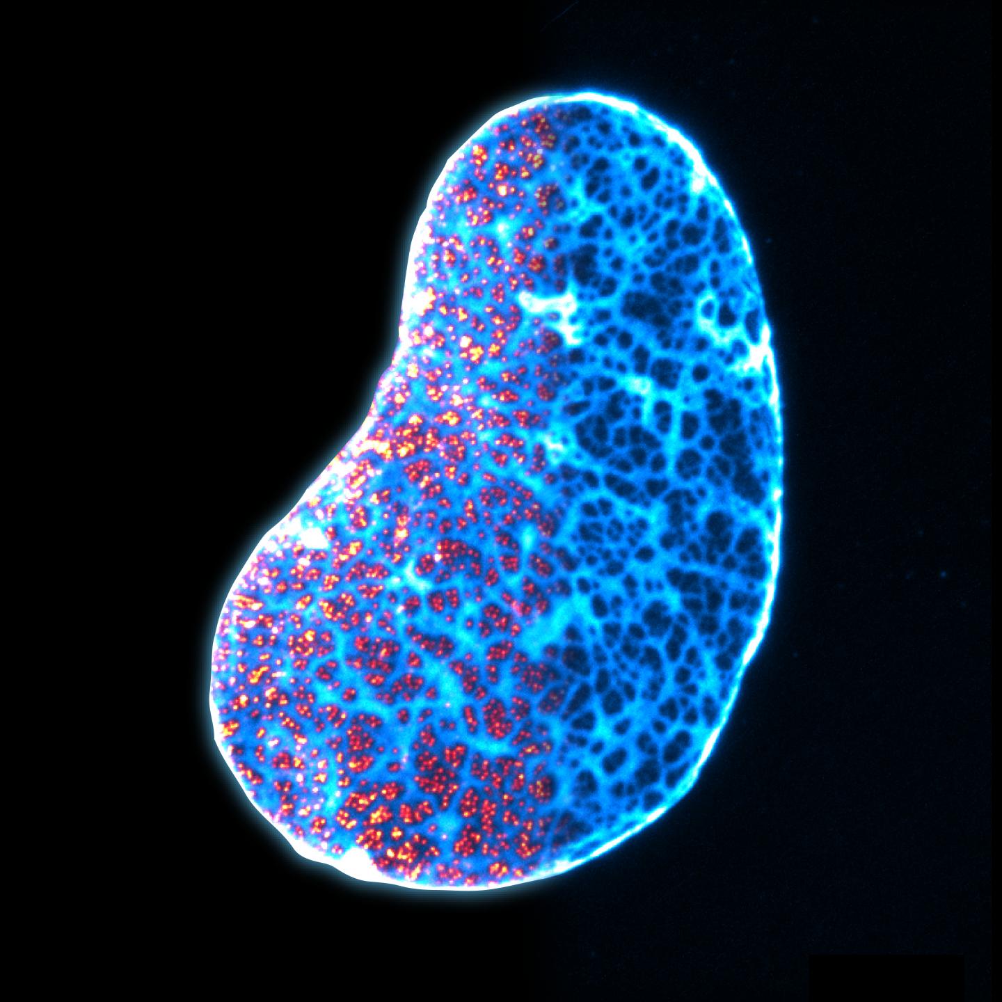 Over-expressed LaminA Network [IMAGE] | EurekAlert! Science News Releases