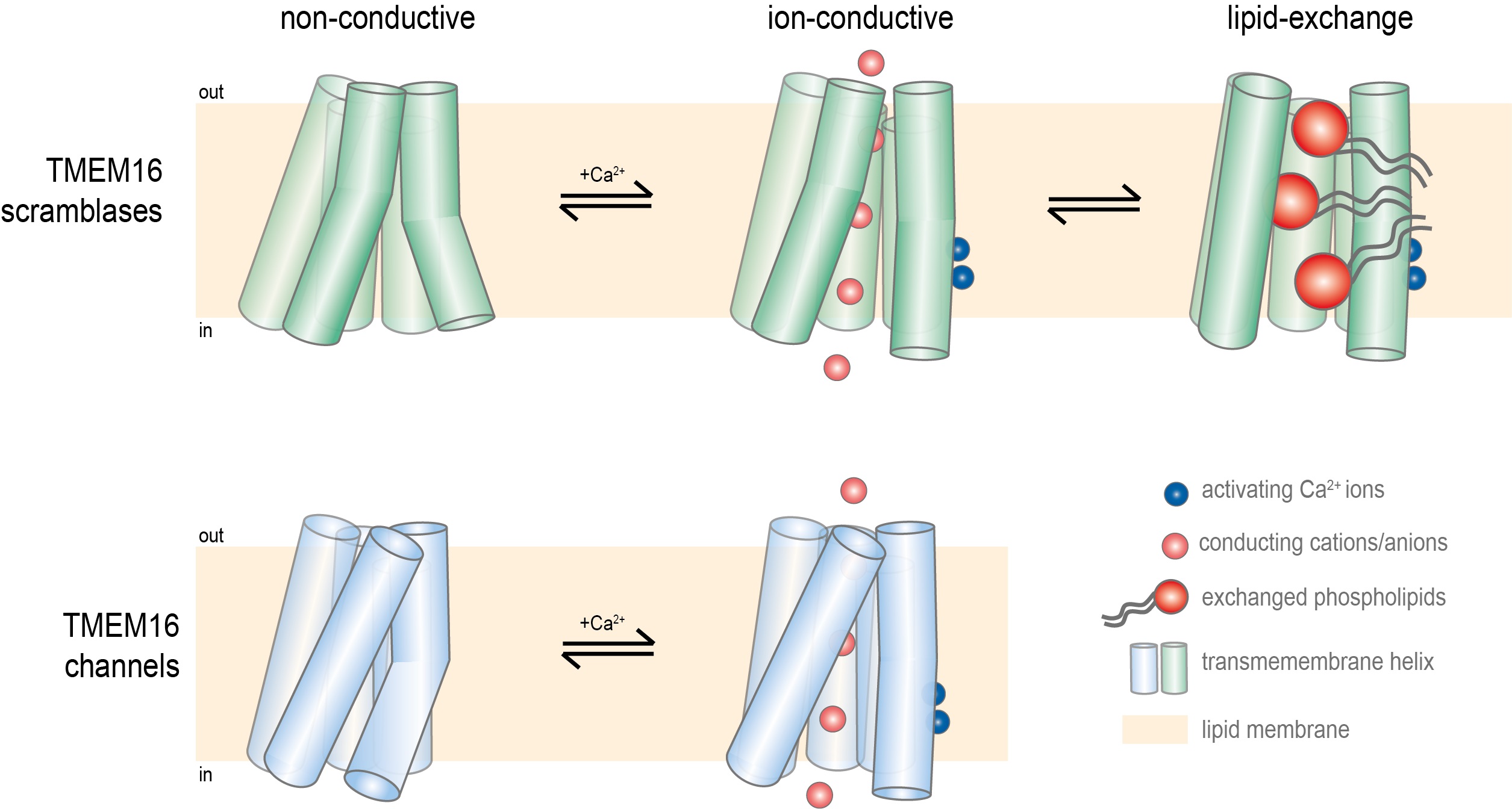 Schematic Drawing of the Trans [IMAGE] | EurekAlert! Science News Releases
