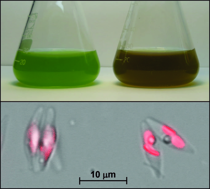fucoxanthin absorption [IMAGE] | EurekAlert! Science News Releases