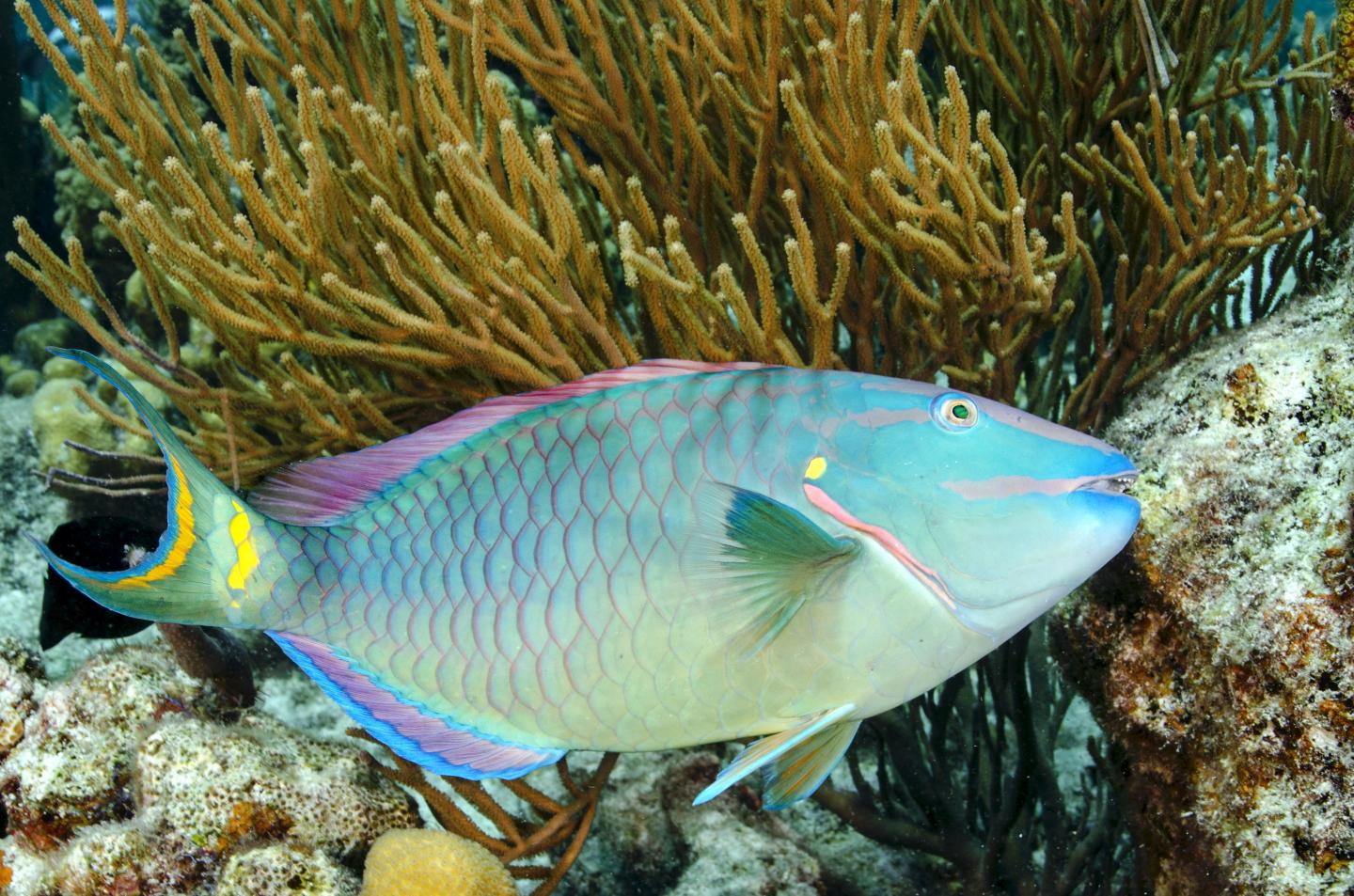 Fish diversity linked to Caribbean coral reef | EurekAlert!