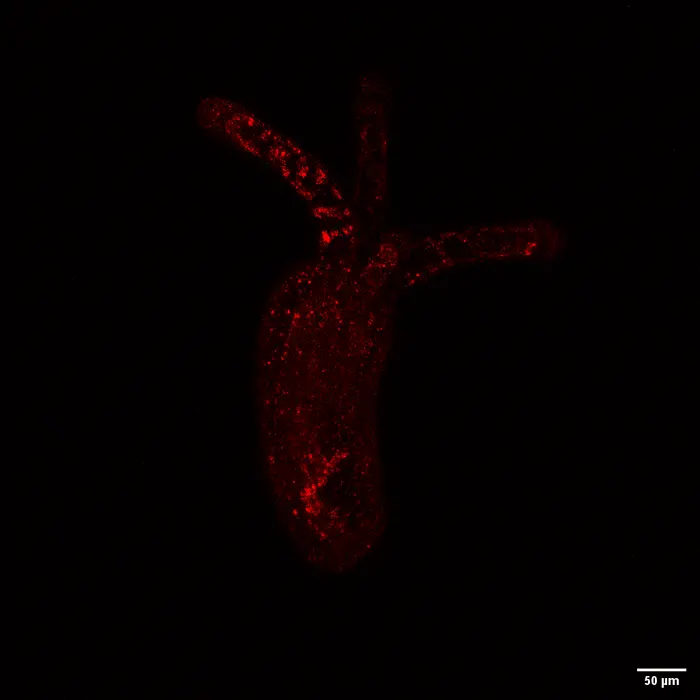Fluorescence [IMAGE] | EurekAlert! Science News Releases