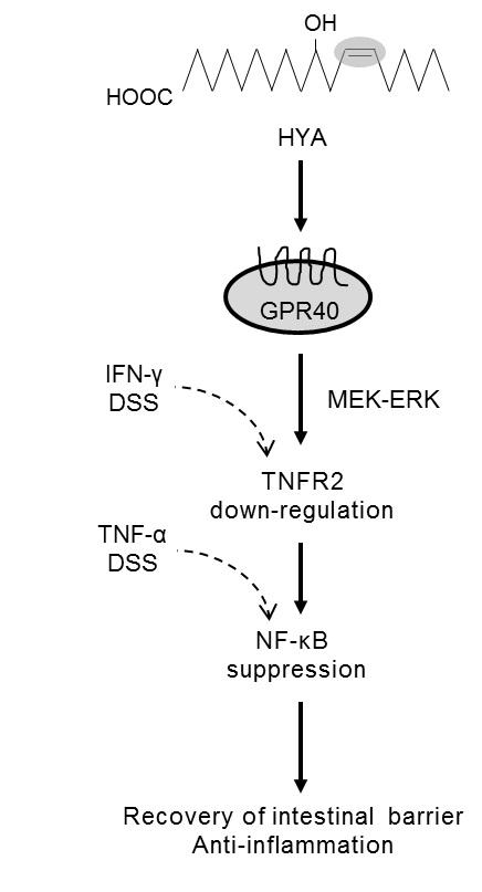 Activity of HYA and GPR40 [IMAGE] | EurekAlert! Science News Releases