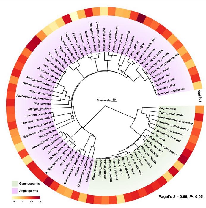 PLANT PHYLOGENY INFLUENCES ON [IMAGE] | EurekAlert! Science News Releases