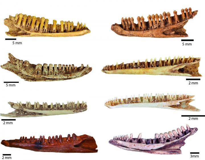mandibles [IMAGE] | EurekAlert! Science News Releases