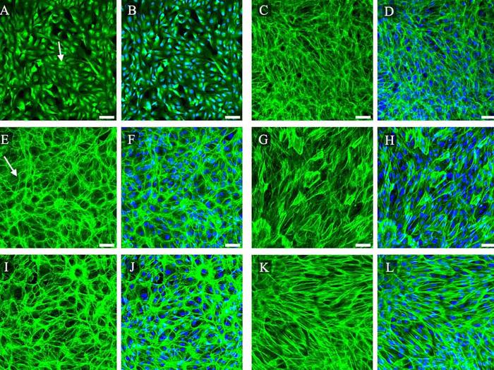 vargis 2 [IMAGE] | EurekAlert! Science News Releases