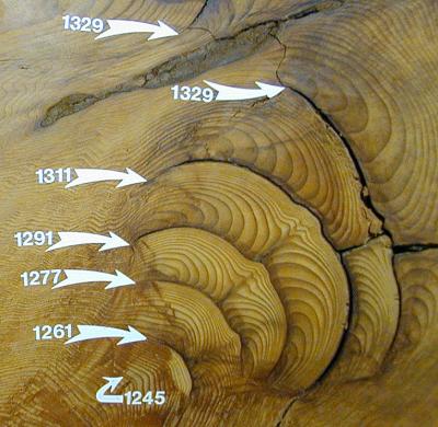 Giant Sequoia Cross-Section [IMAGE] | EurekAlert! Science News Releases