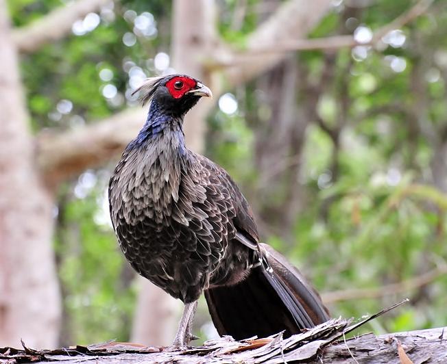 Overcrowding forces pheasants to cooperate in | EurekAlert!