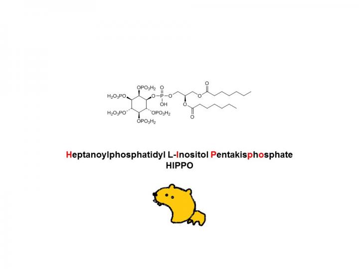 The L-HIPPO Compound [IMAGE] | EurekAlert! Science News Releases