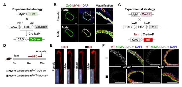 Myh11-driven Cre(ER) Knockin M [IMAGE] | EurekAlert! Science News Releases