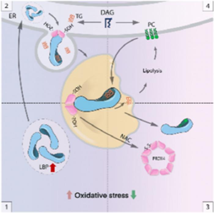 USTC reveals how lipopolysaccharide binding p | EurekAlert!