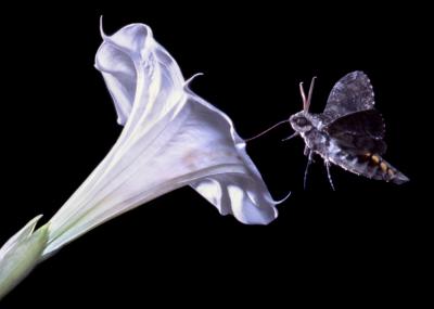 Hawkmoth and Sacred Datura Flo [IMAGE] | EurekAlert! Science News Releases