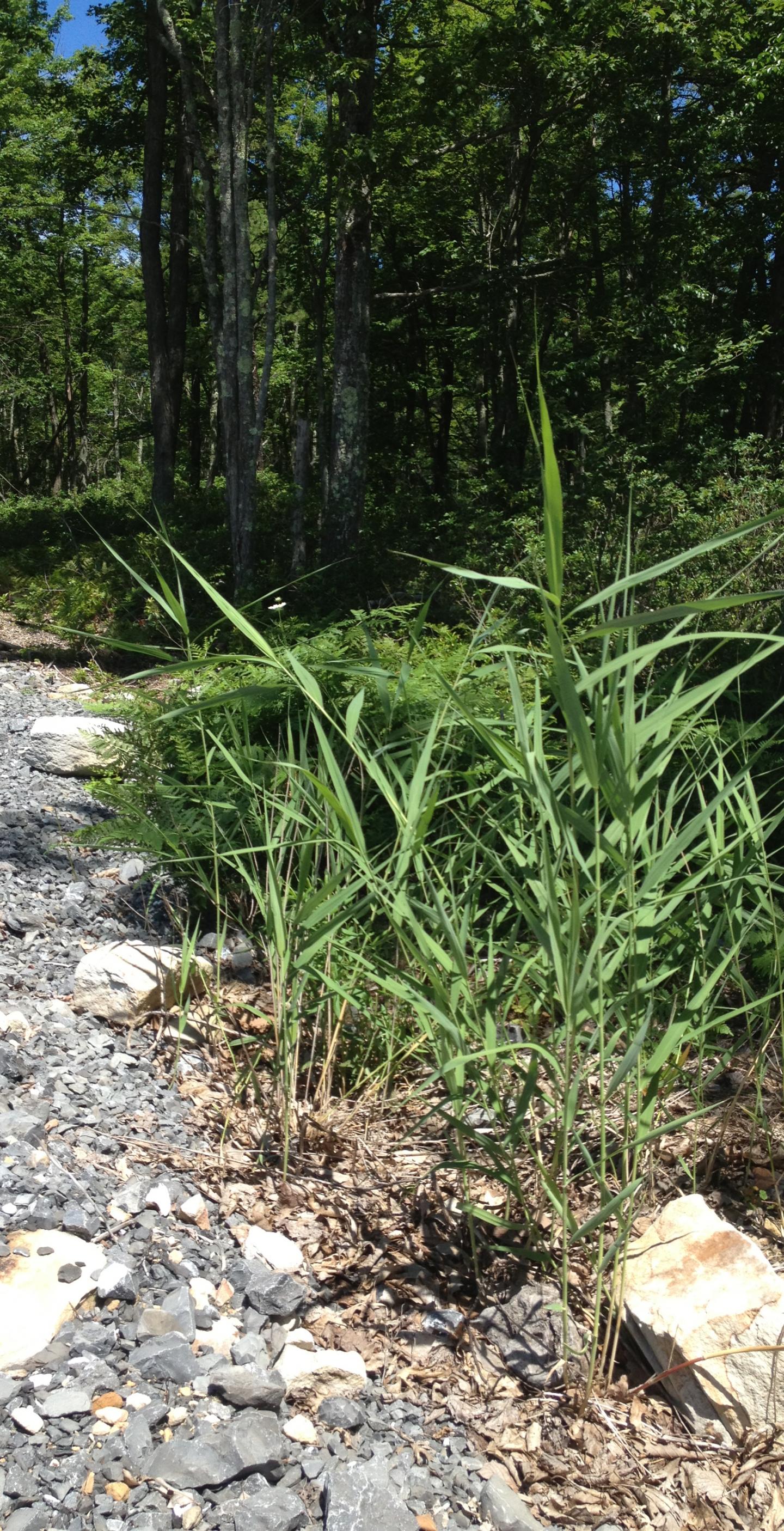 Phragmites [IMAGE] | EurekAlert! Science News Releases