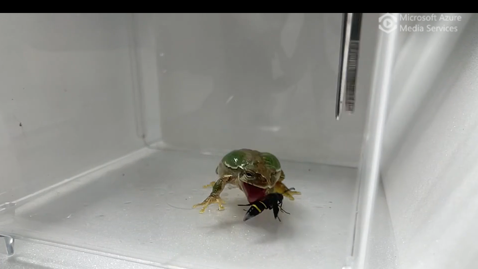 Male wasps use genitalia to sting their preda | EurekAlert!