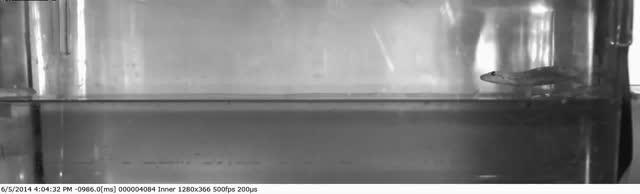 Acrobatic geckos, highly maneuverable on land | EurekAlert!