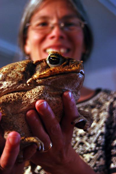 Kiisa Nishikawa and Cane Toad [IMAGE] | EurekAlert! Science News Releases