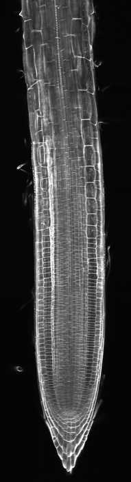 S parvula root [IMAGE] | EurekAlert! Science News Releases