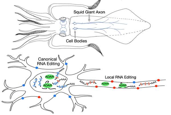Local RNA Editing in Squid Gia [IMAGE] | EurekAlert! Science News Releases